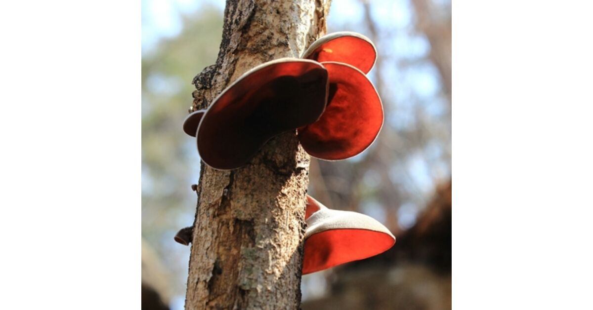 Vásároljon Fafül gomba (Auricularia auricula-Judae, Júdásfüle gomba ...