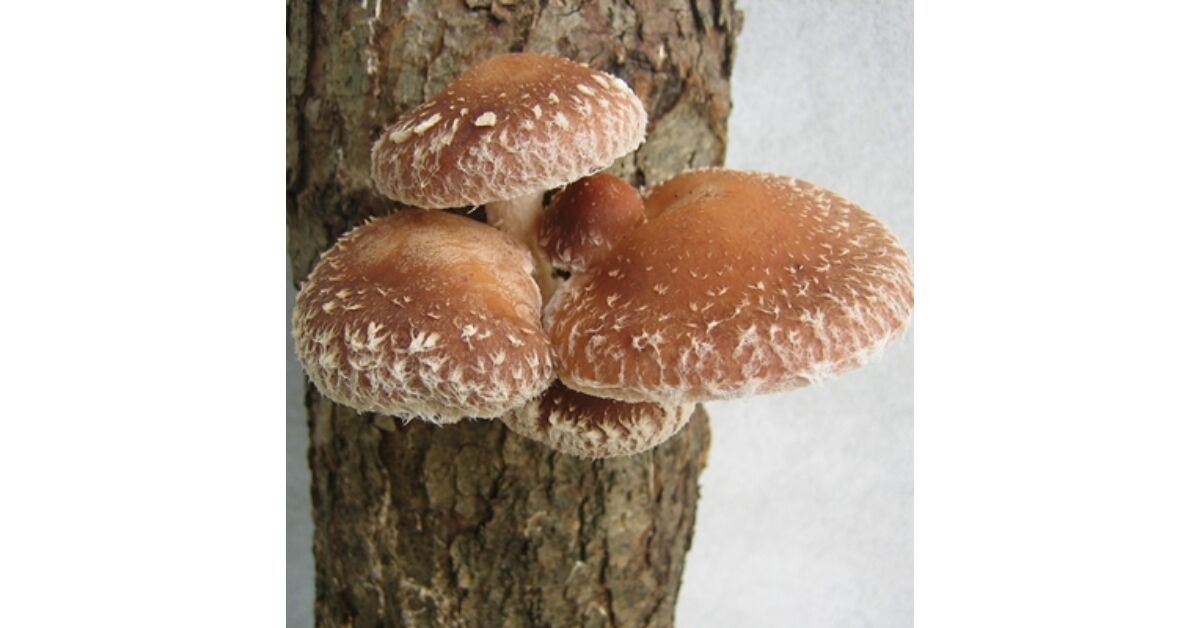 Vásároljon Shiitake gomba (Lentinula edodes) termékeket a Vitalitás ...